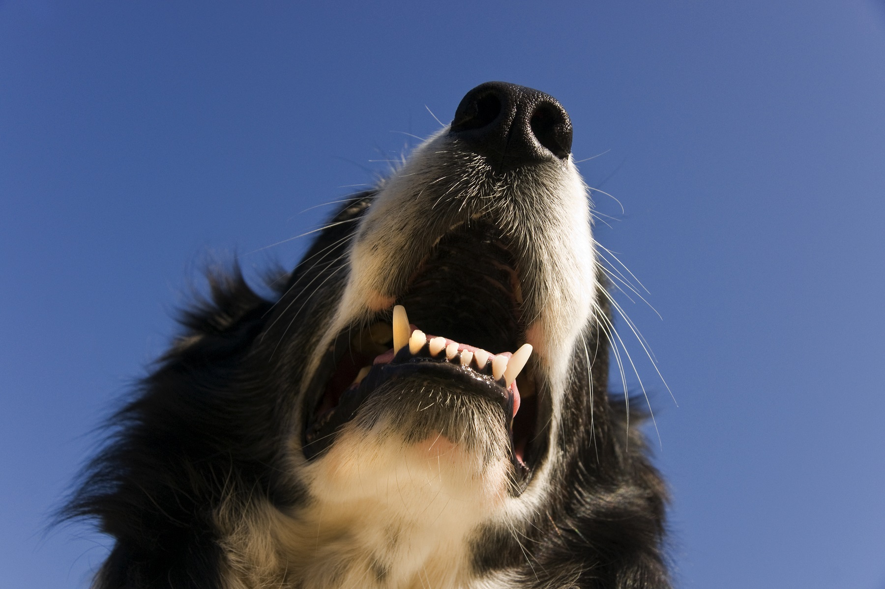 This is how often you should be brushing your dog's teeth every week ...