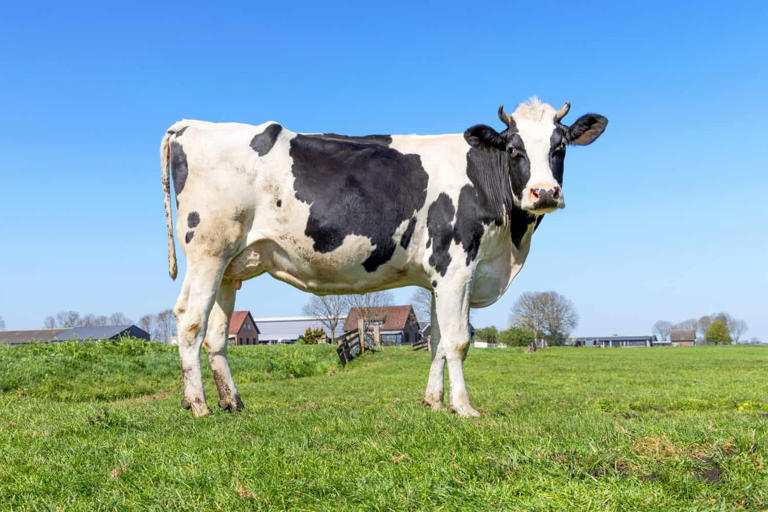 Those kids who used to go “cow tipping” were liars
