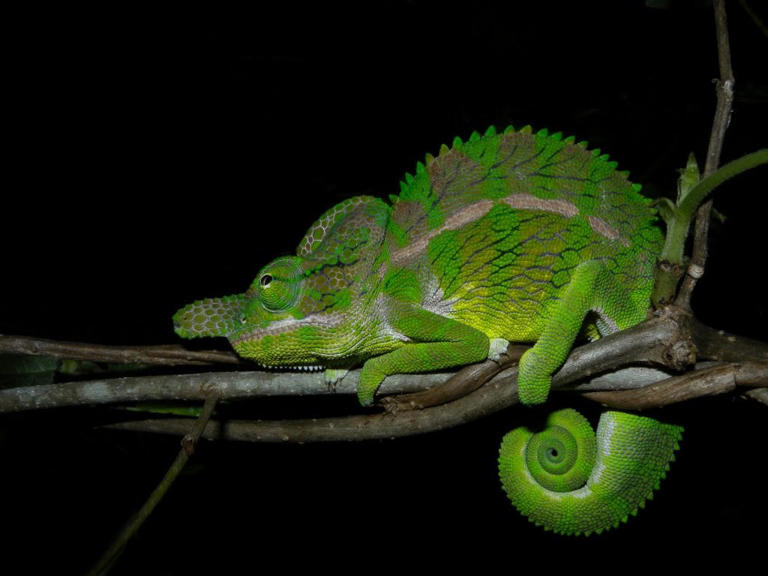 A beautiful farewell: The chameleon that bursts with color at the end ...