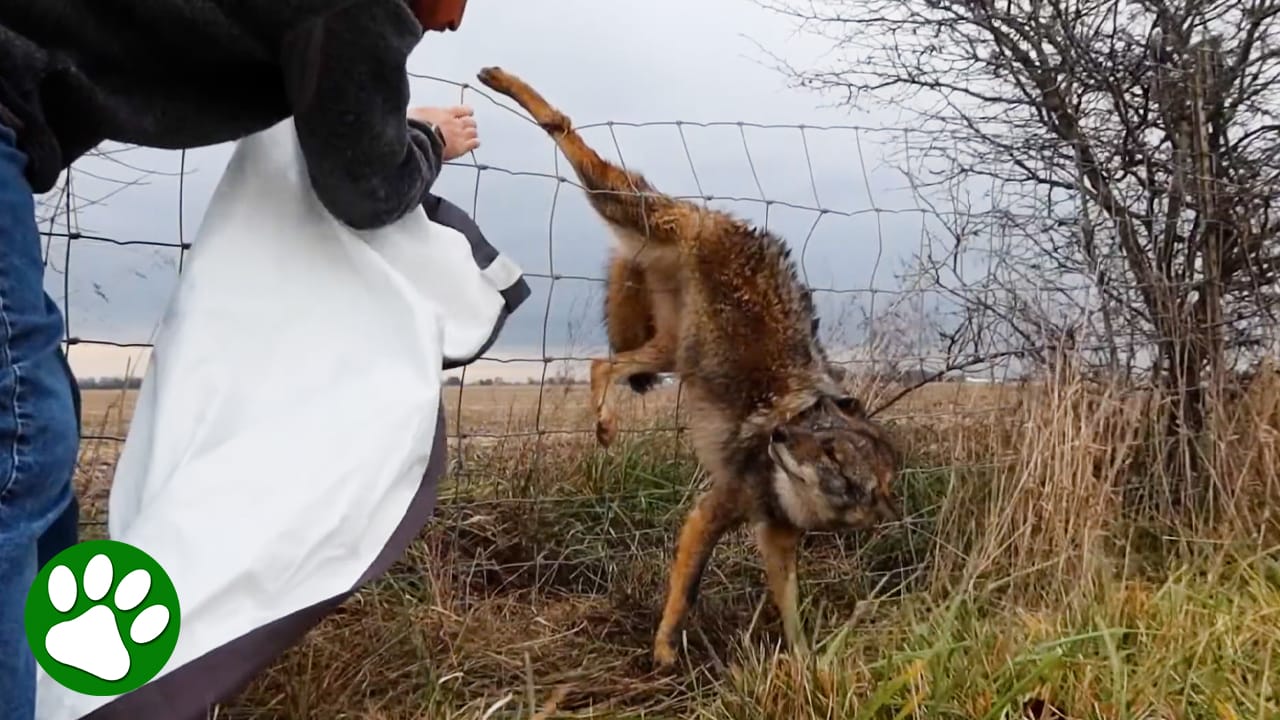 Scared coyote slowly lets man help him