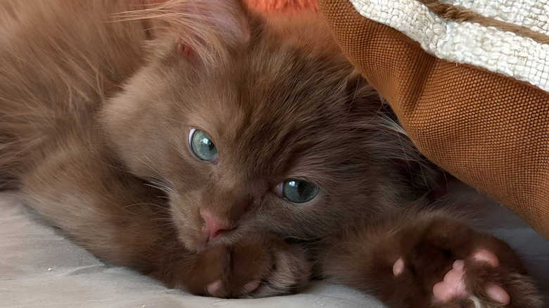 Chocolate ragdoll cat giving the camera a little wink will make you swoon