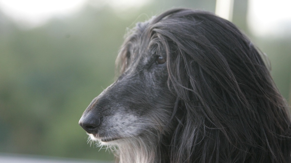 9 signs your dog could become dangerous, according to experts