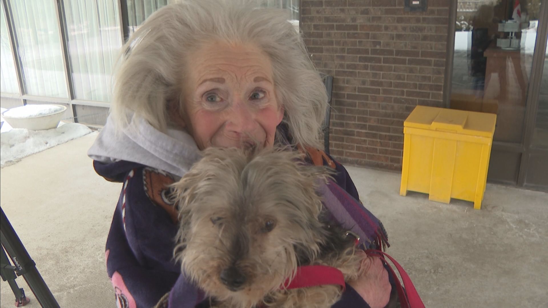 Senior dog Homer finds his way back home after 80 days on the loose