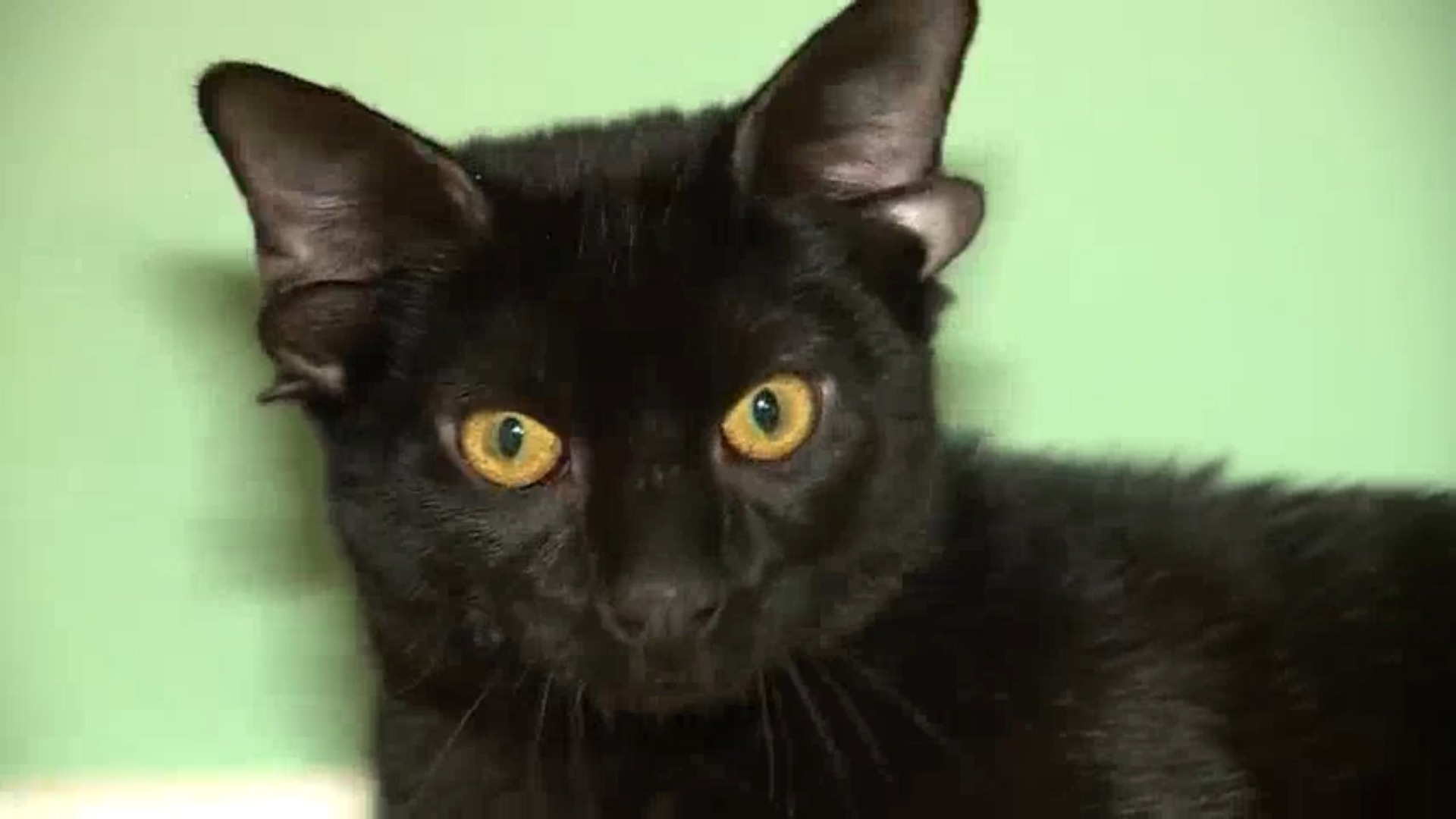 Unique kitten, born with four ears, captures Alabama hearts amid ...