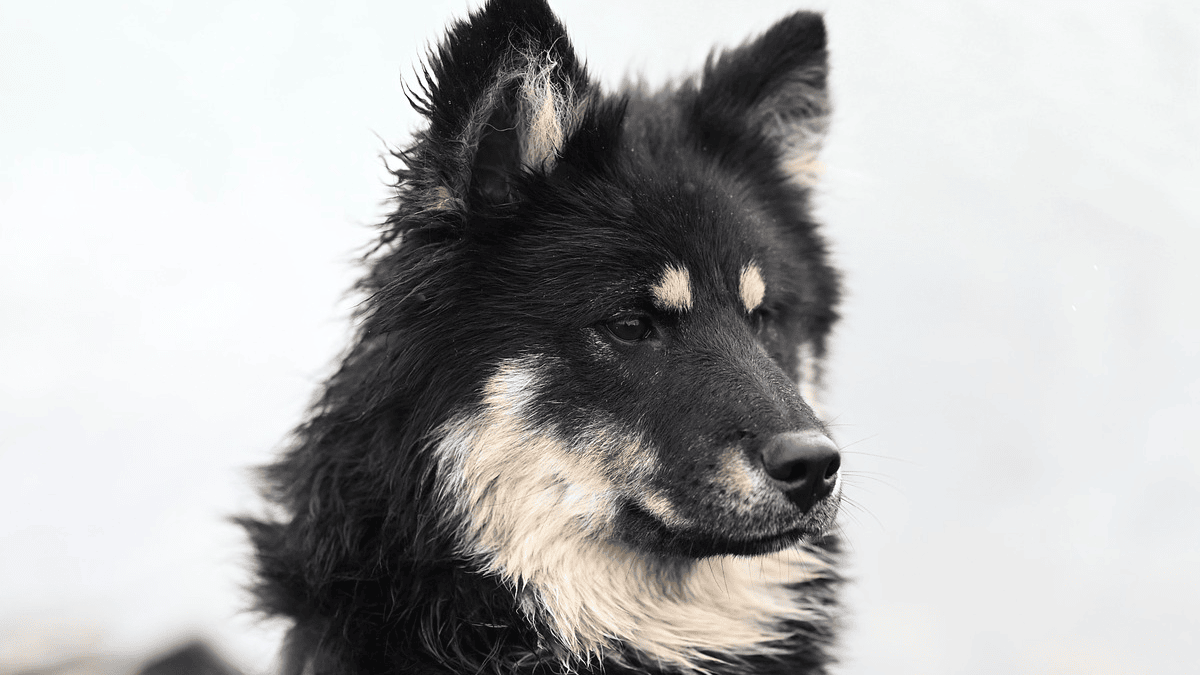 These 7 behaviors indicate that your dog may be in pain (and you should ...