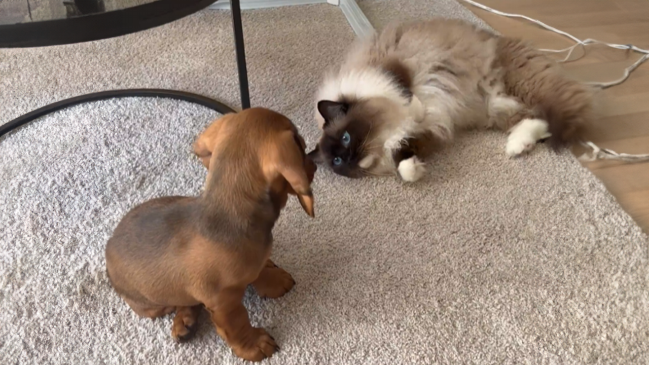 Cat meets dog for the first time