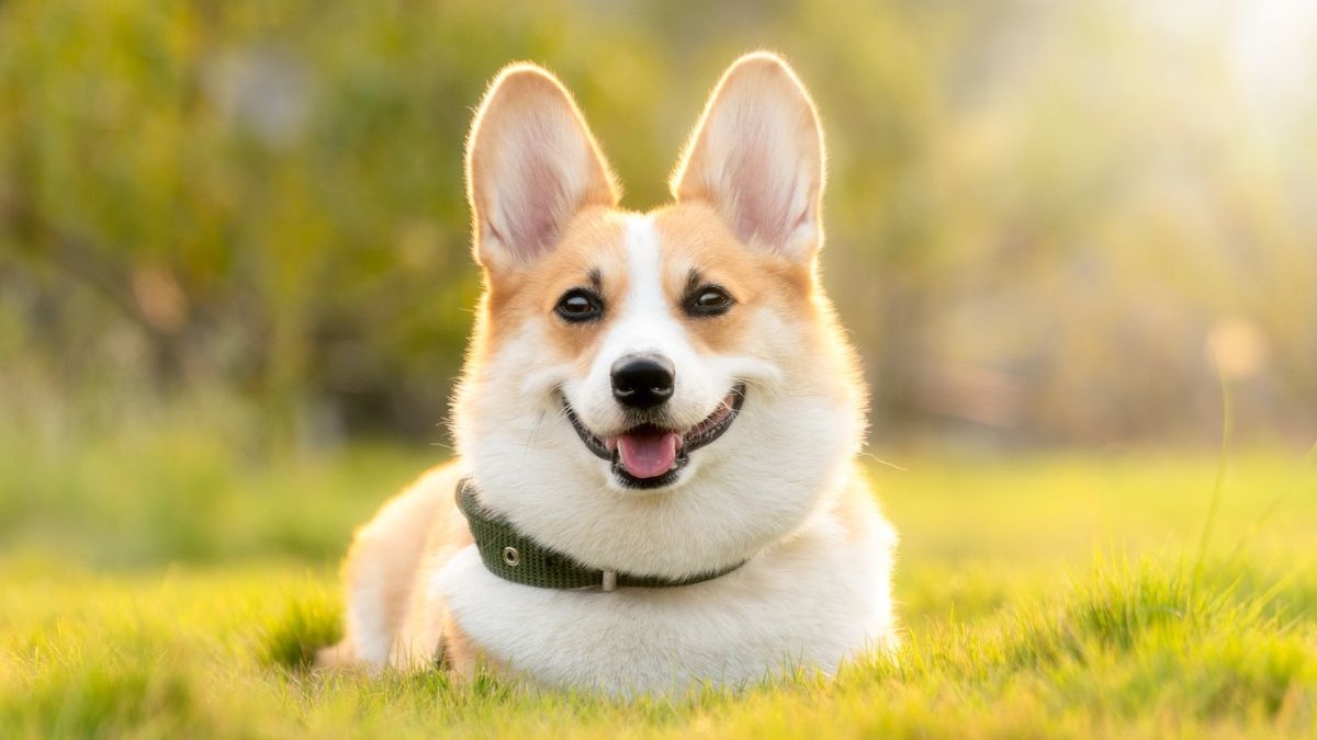 9 things you should know before deciding to neuter your dog
