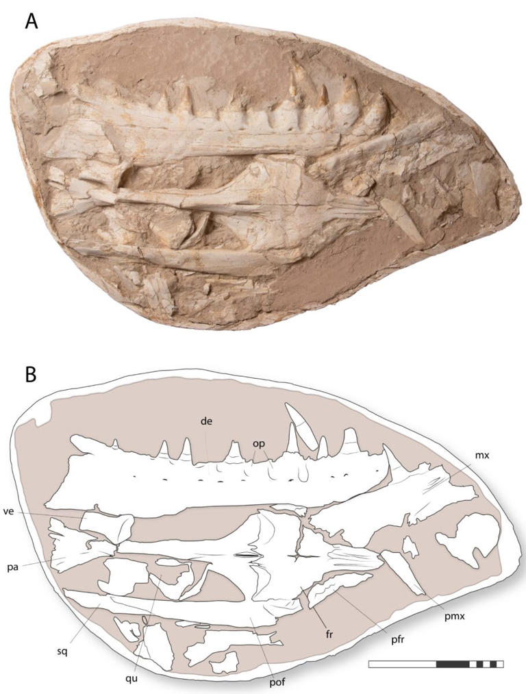 Scientists discover fossils in Morocco of a dagger-toothed sea monster ...