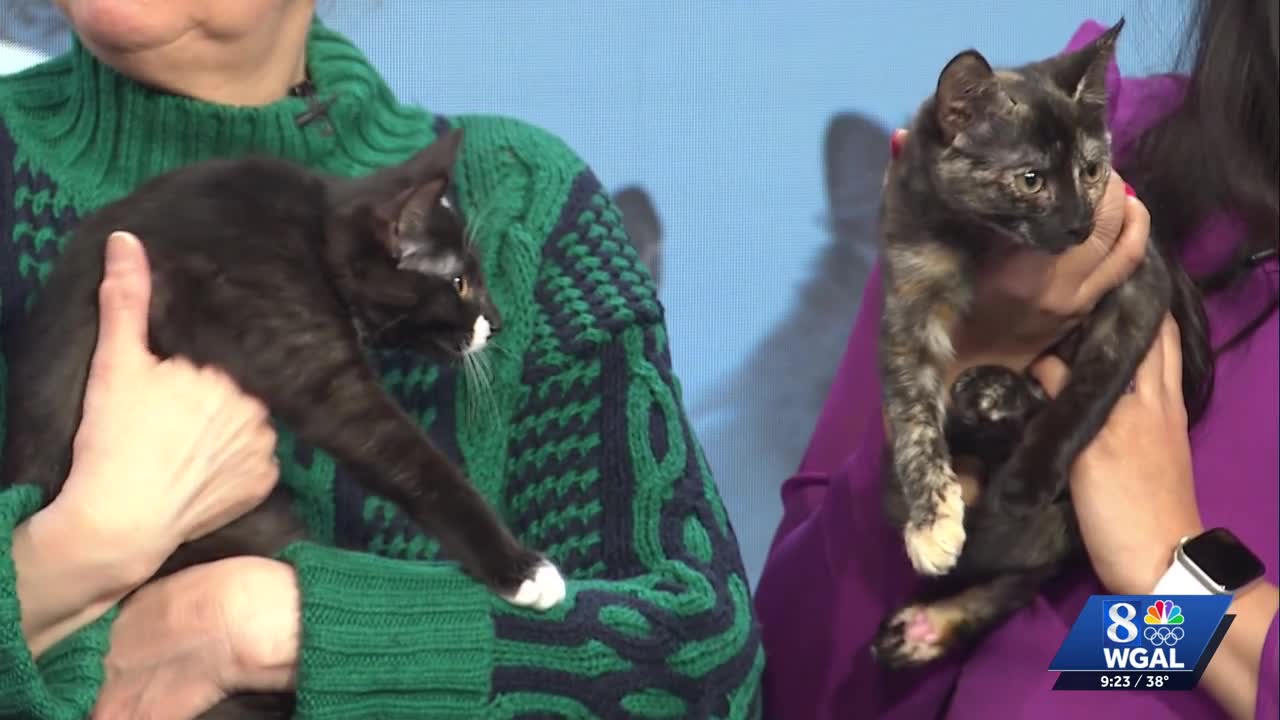 WGAL Paws and Pals
