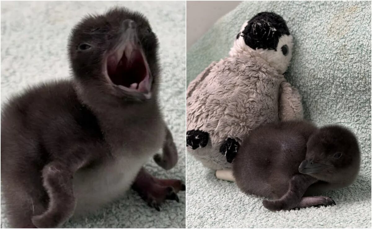Mono bebé viral inspira a cuidadores de pingüino huérfano; le dieron un ...