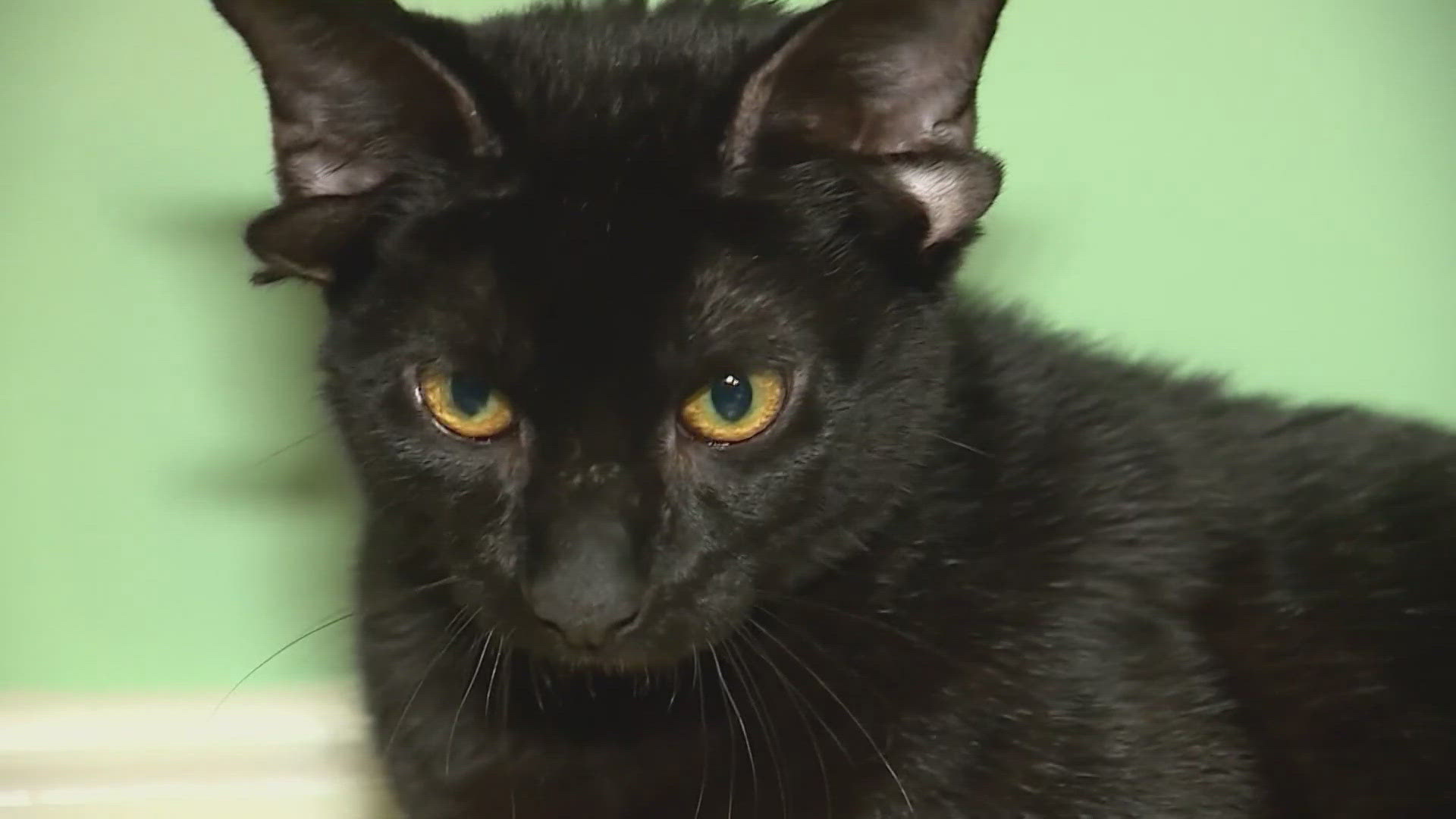 Four-eared cat close to finding fur-ever home