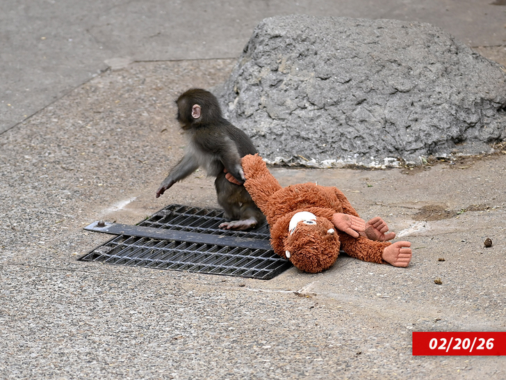 Viral monkey named Punch needs a real mom to love him, expert says