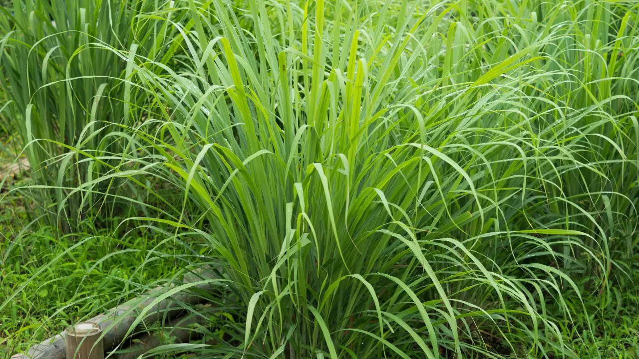 6 snake-repellent plants to naturally protect your home