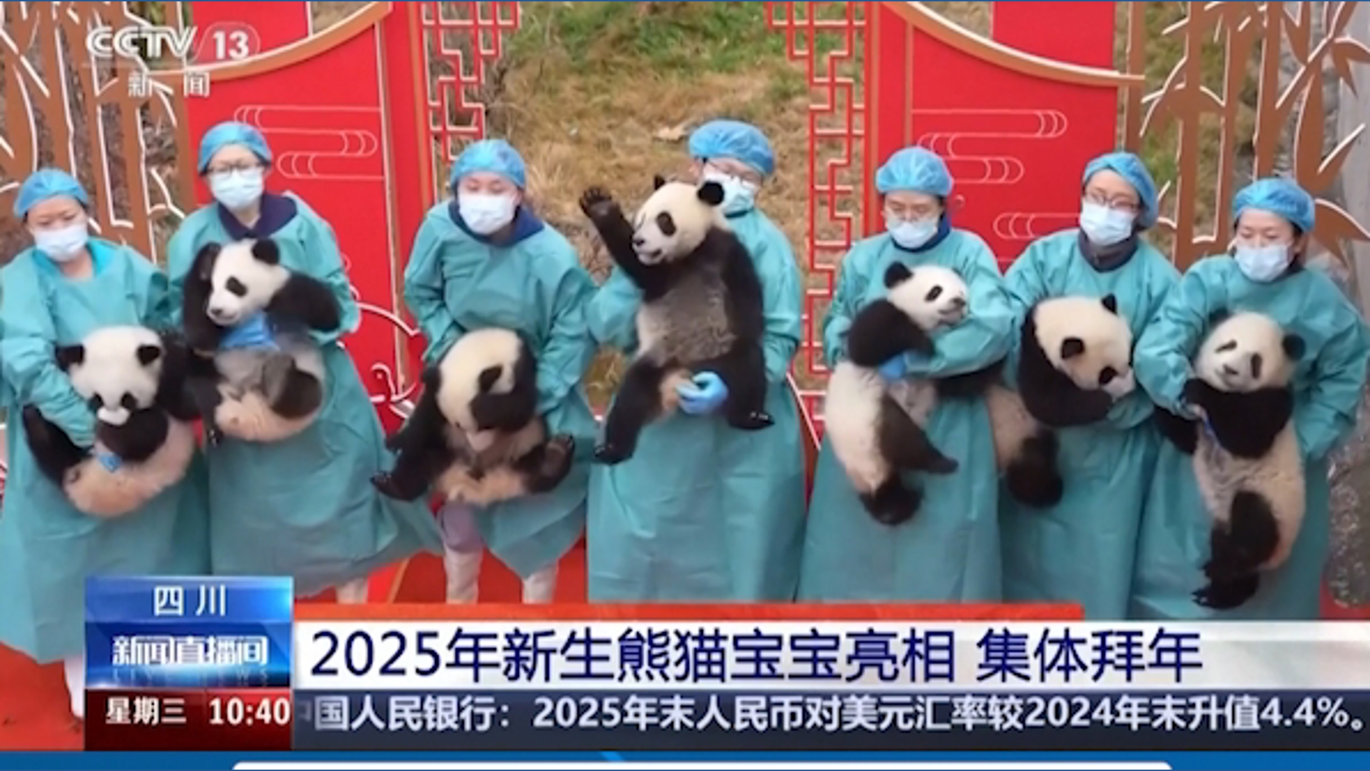 Must watch moment baby panda chaos!