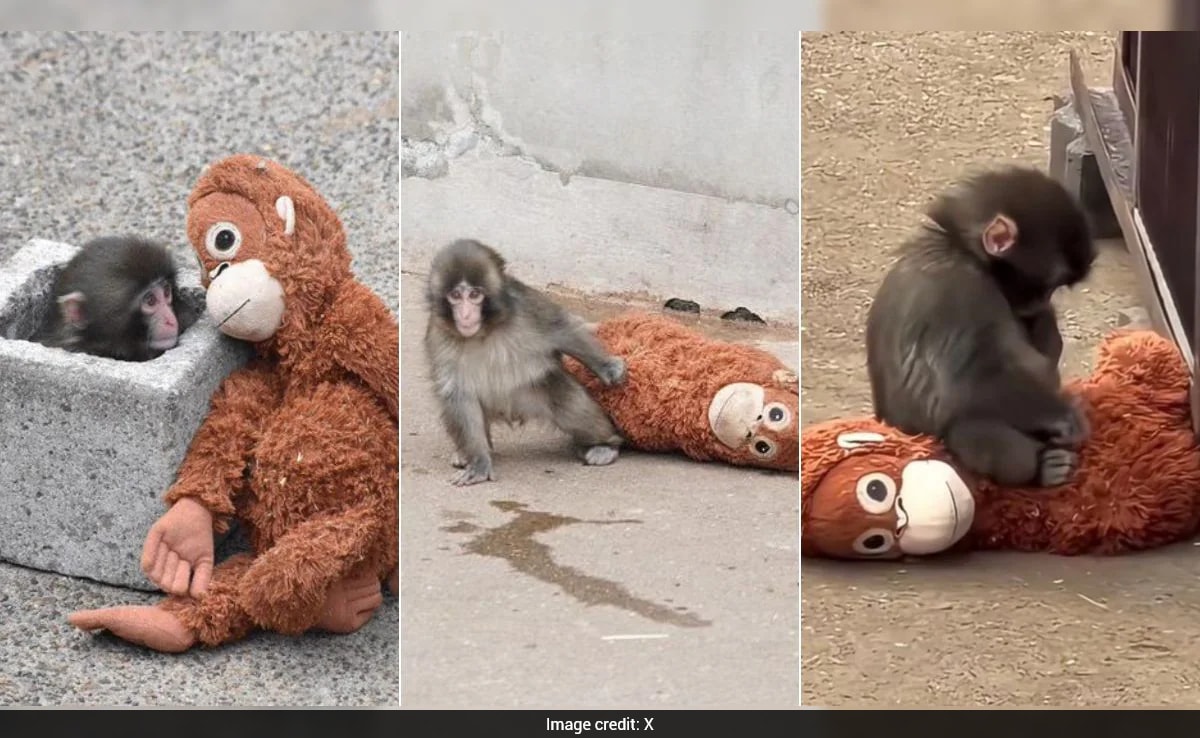 Story of abandoned baby monkey Punch moves internet, Andrew Tate's ...