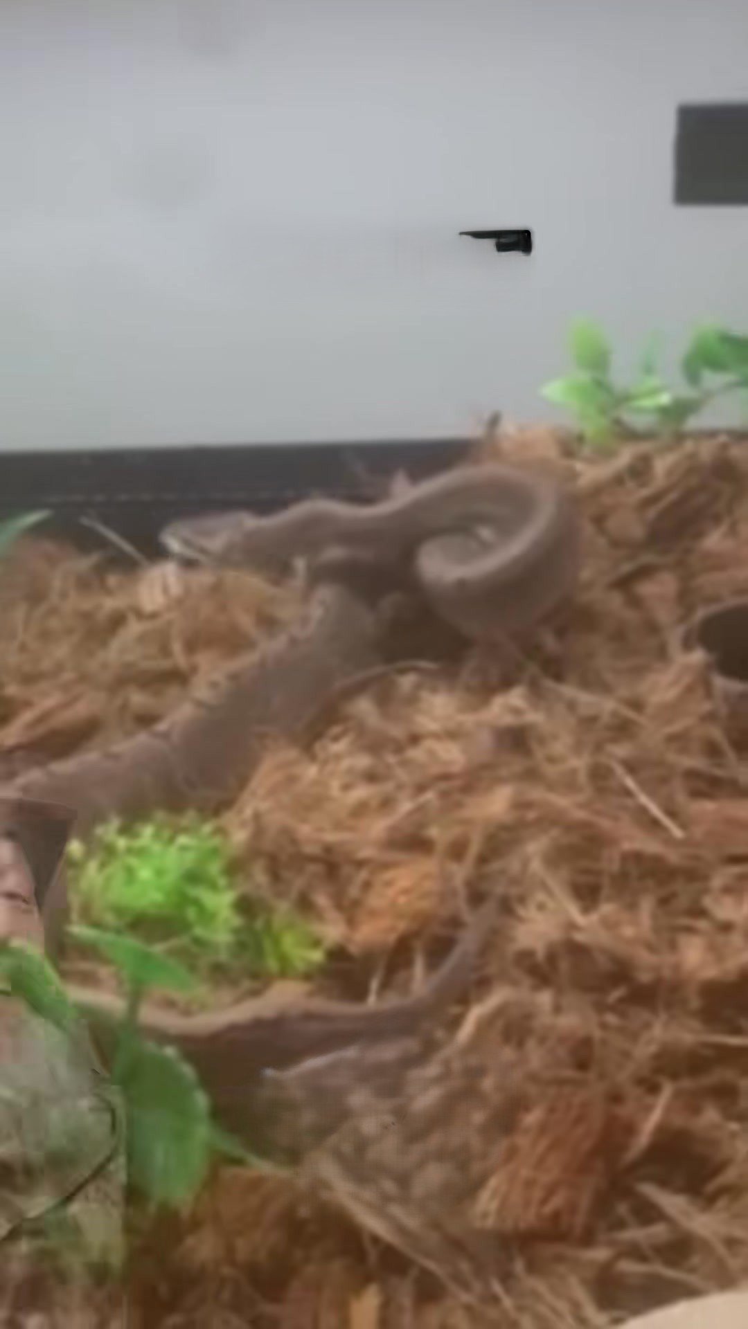 He was an absolutely amazing BFF snake to hatch and raise but….i can’t ...
