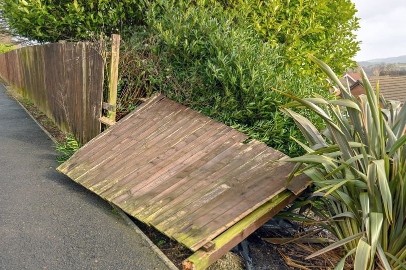 Solicitor explains how to resolve fence and overhanging tree neighbour ...