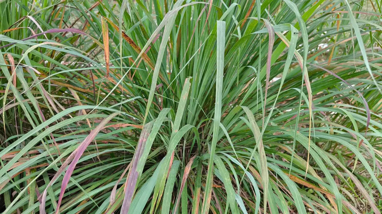 6 snake-repellent plants to naturally protect your home