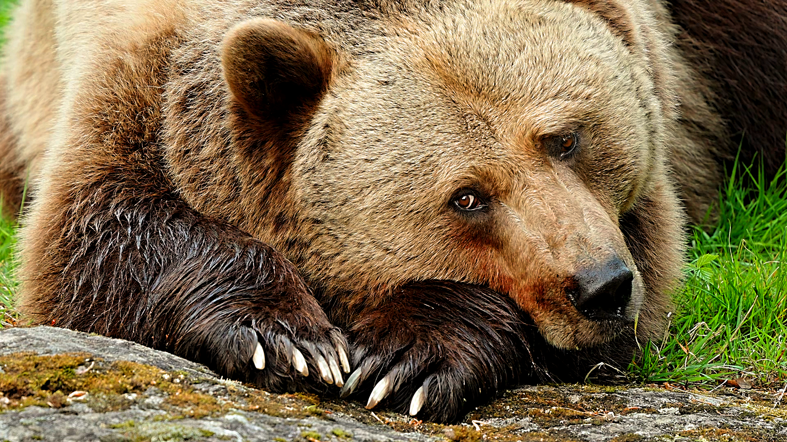 This is how a bear reacts when you disturb its rest with a camera