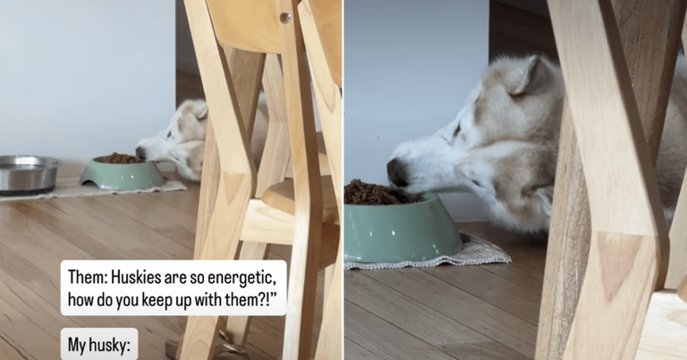 Video shows husky eating while lying down like a total pro