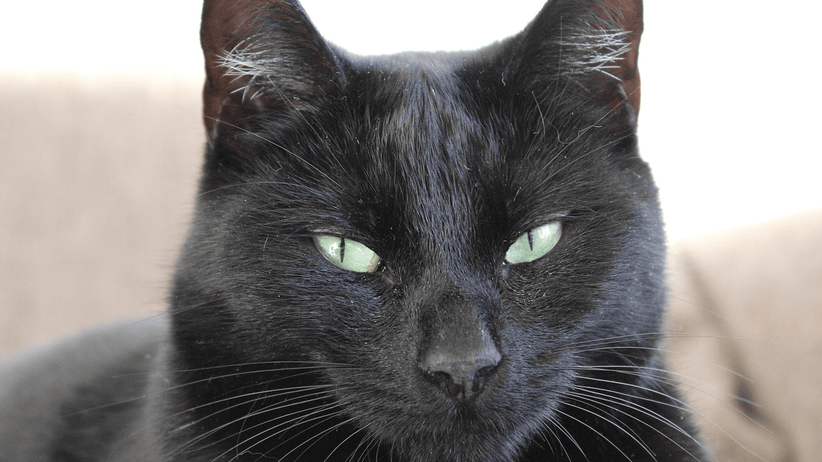What does your cat's fur say about its personality? Here's what the ...