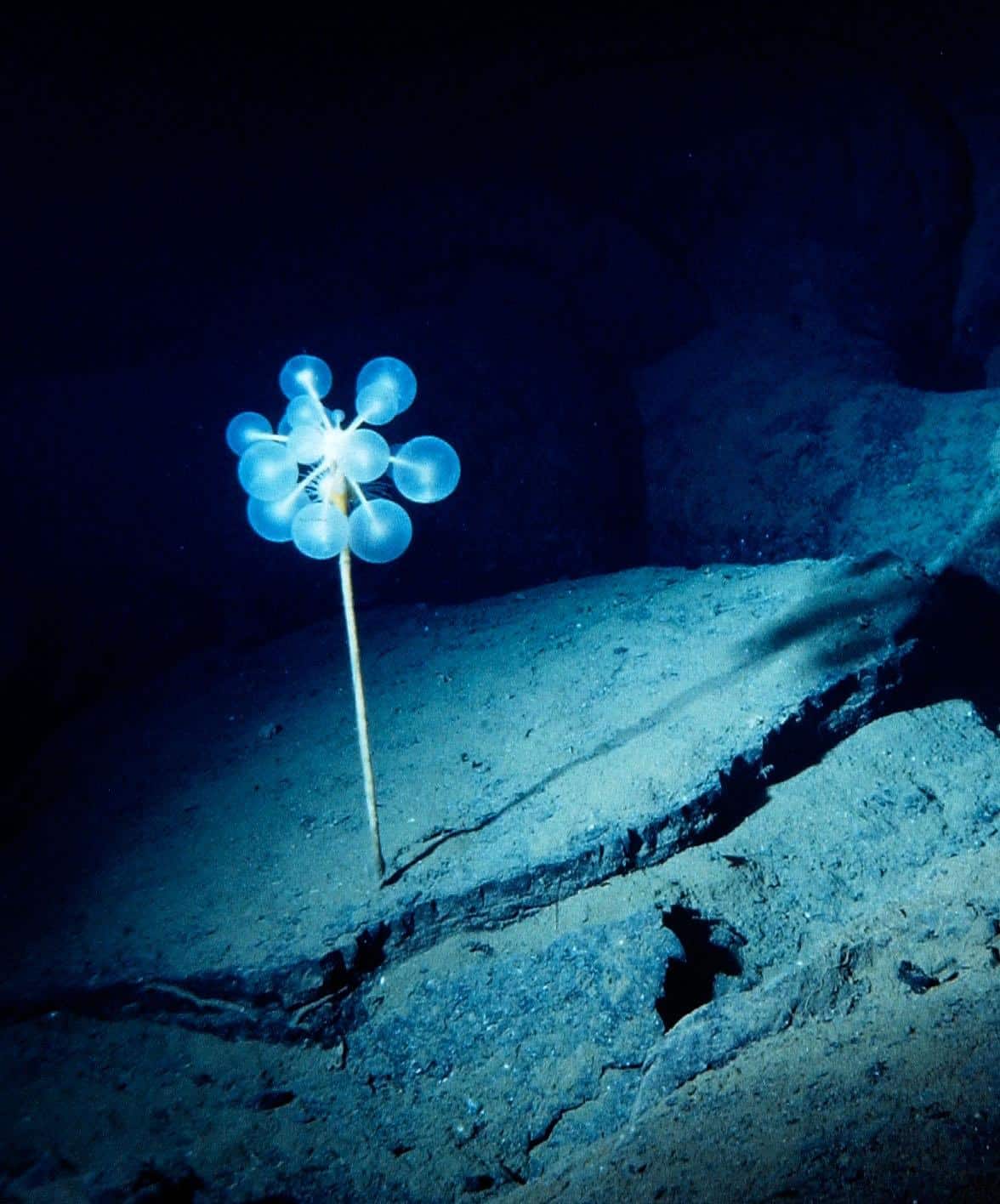 The death ball sponge: Meet the Southern Ocean’s carnivorous new predator