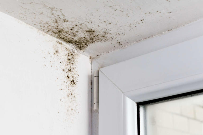 The first thing you should do when you notice mold in your home