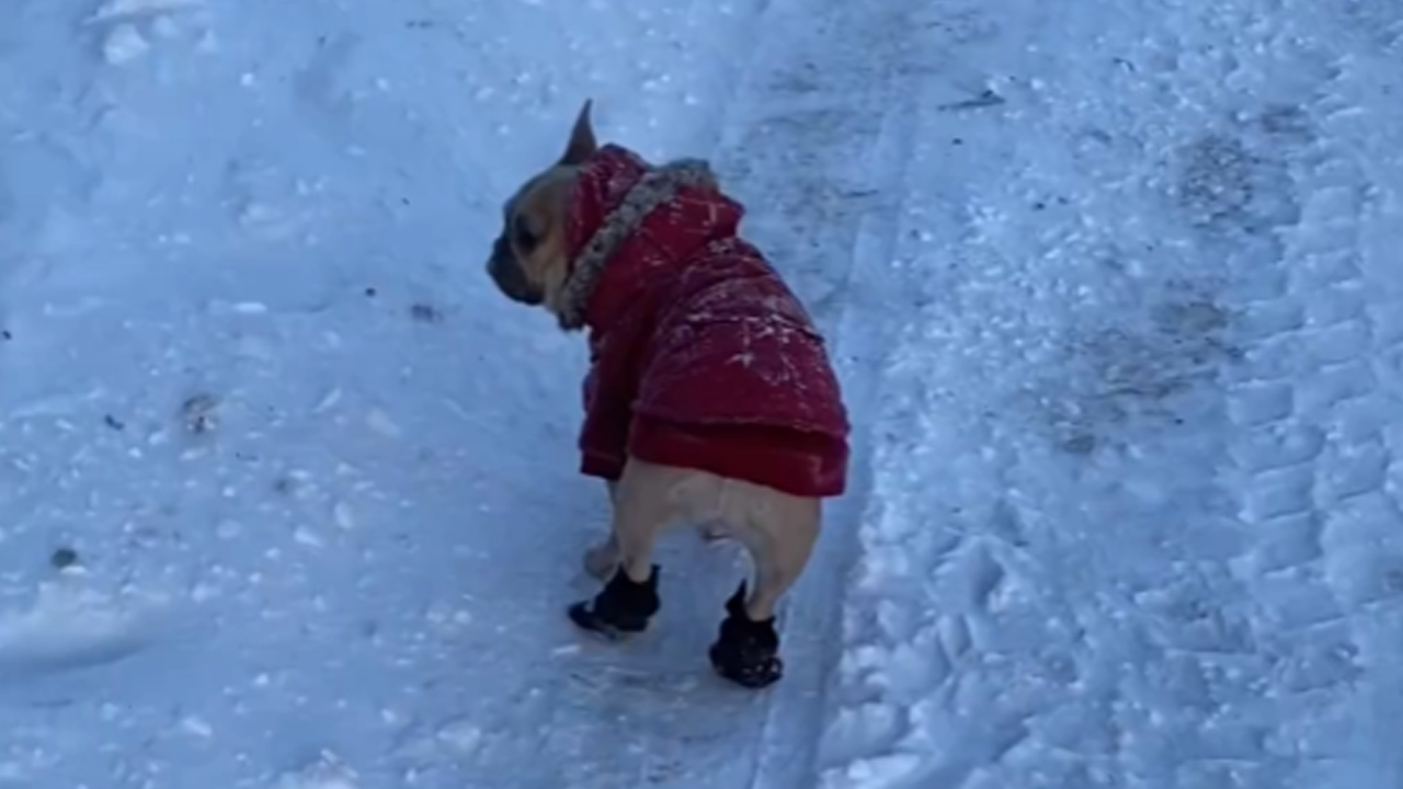 French bulldog discovers the joy of playing in the snow