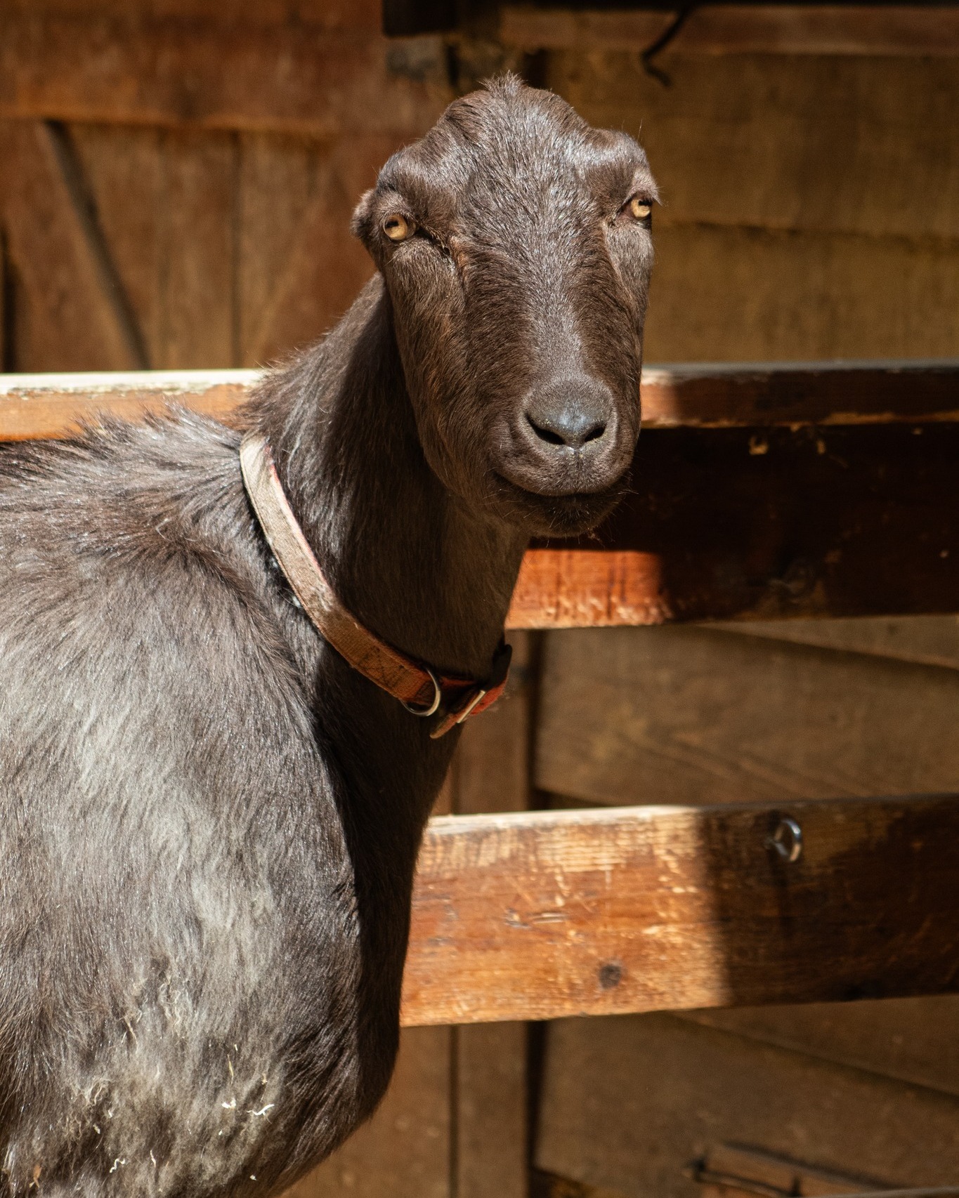 Grover, the La Mancha goat at Sequoia Park Zoo, dies at 9