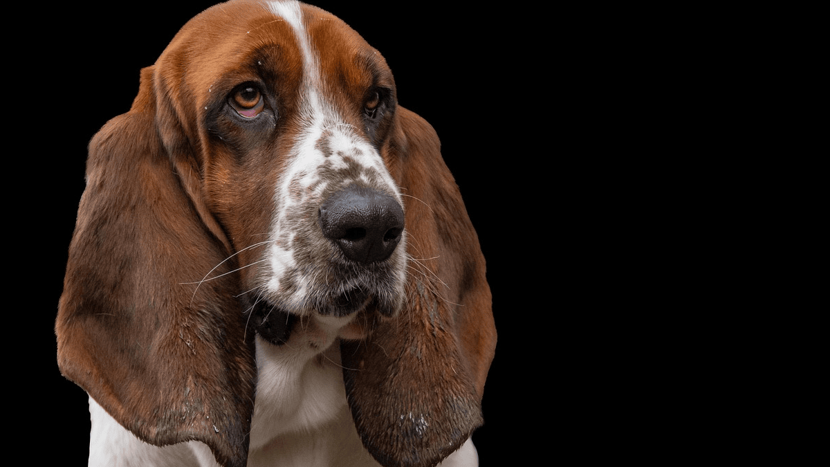 9 signs your dog could become dangerous, according to experts