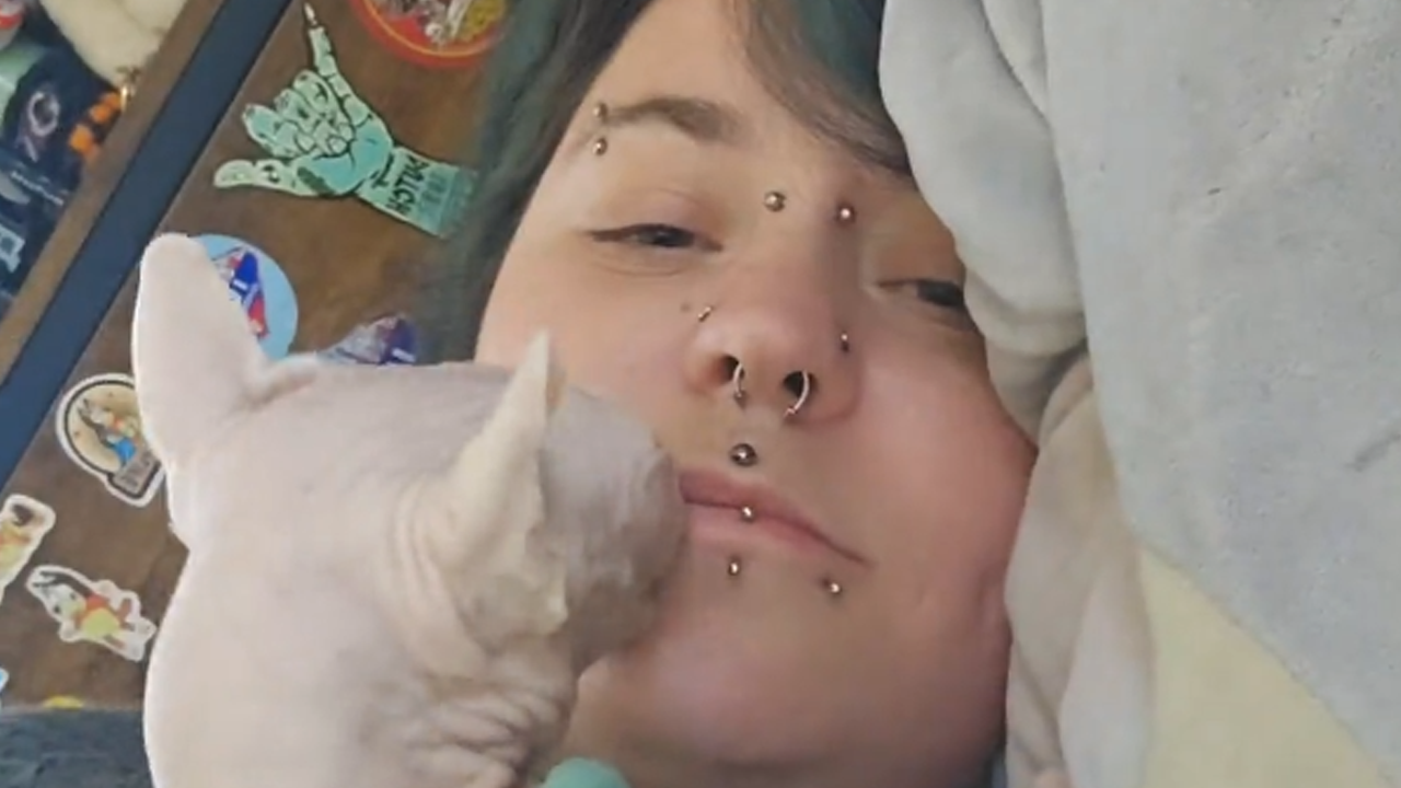 Sphynx cat fascinated by piercings