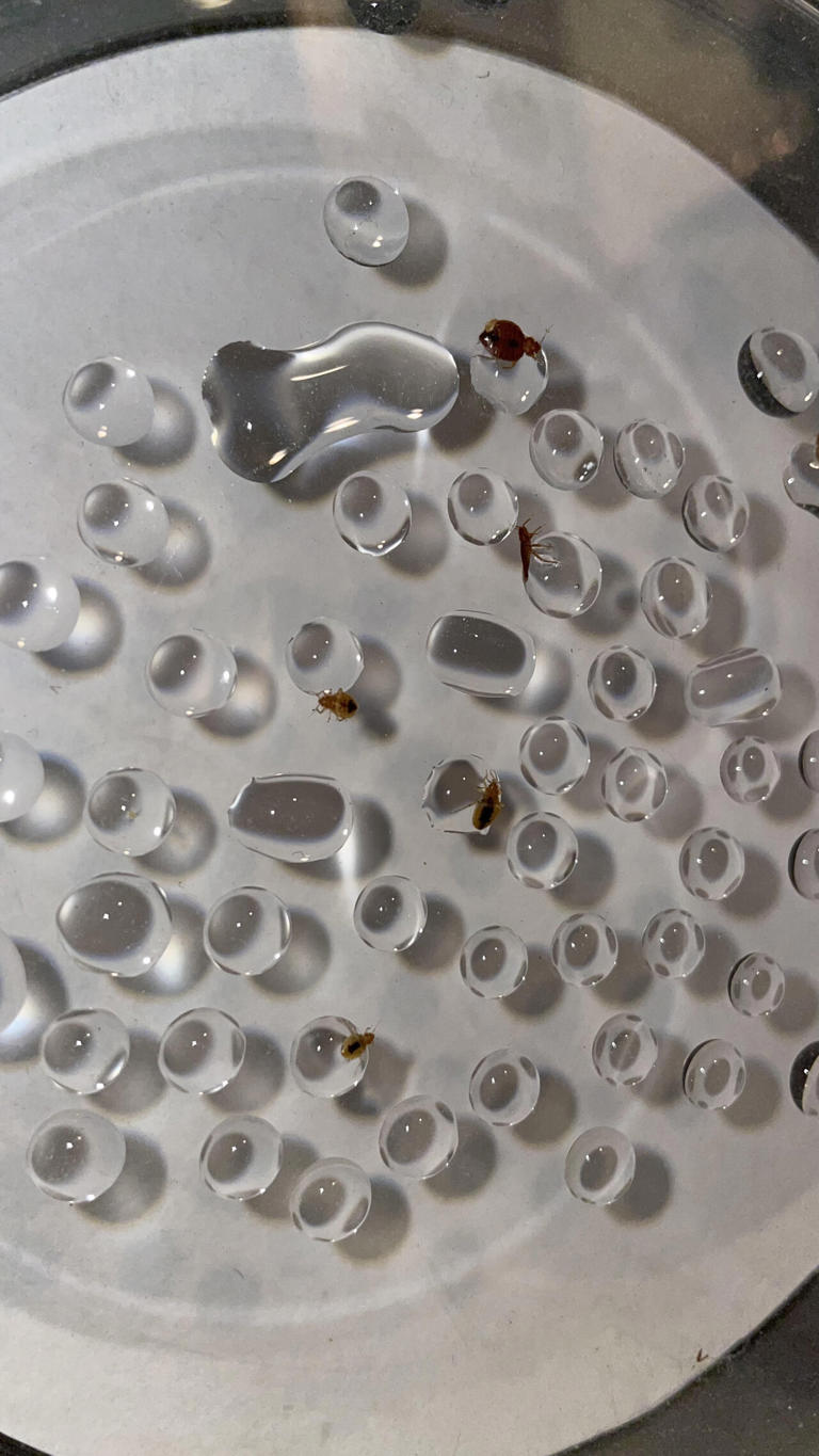 Water is bed bugs' kryptonite: The parasites avoid wet surfaces at all ...