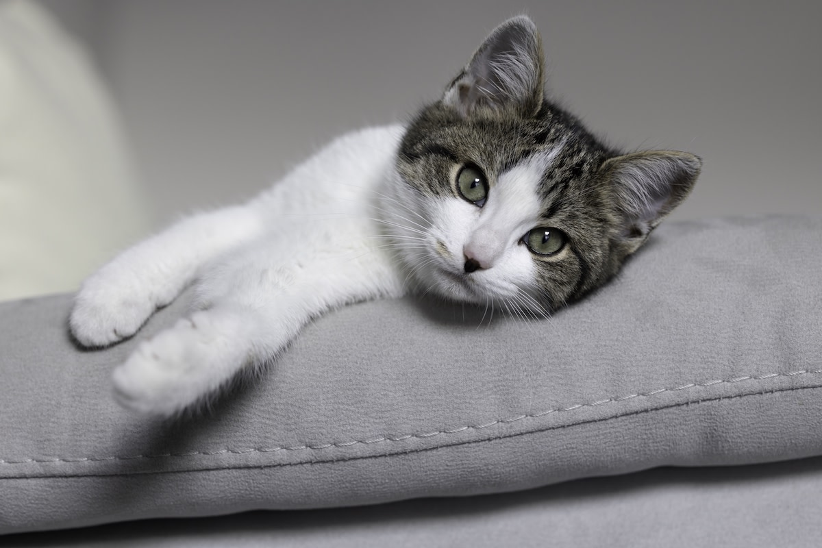 Shy shelter kitten finds forever home after choosing her new mom with ...