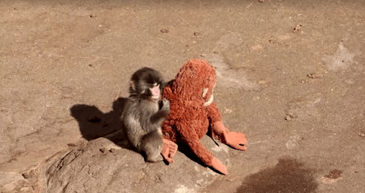 Macaco adota pelúcia após ser rejeitado pela mãe em zoológico no Japão
