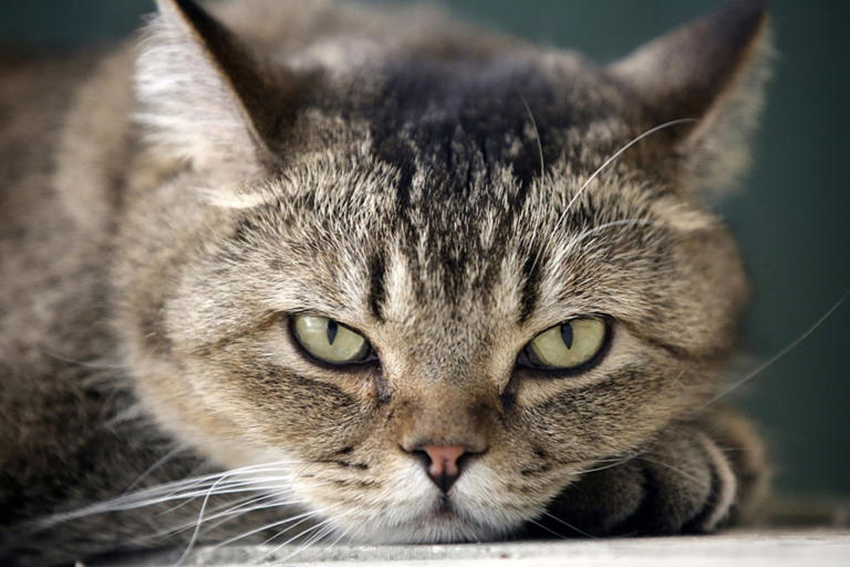 7 signs your cat might be mad at you, according to vets