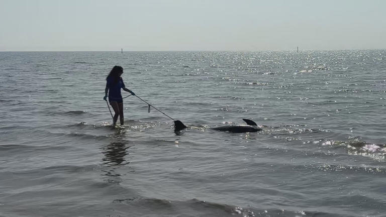 Dolphin washes ashore on Gulfport beach across from Centennial Plaza