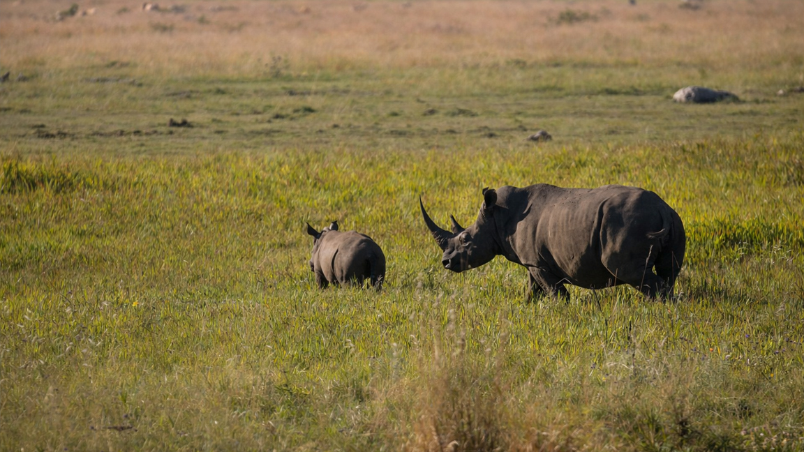 Rhino and calf in open grassland