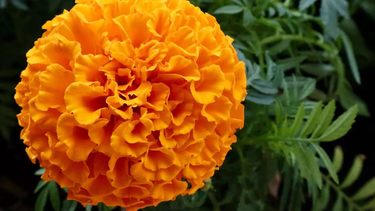 6 snake-repellent plants to naturally protect your home