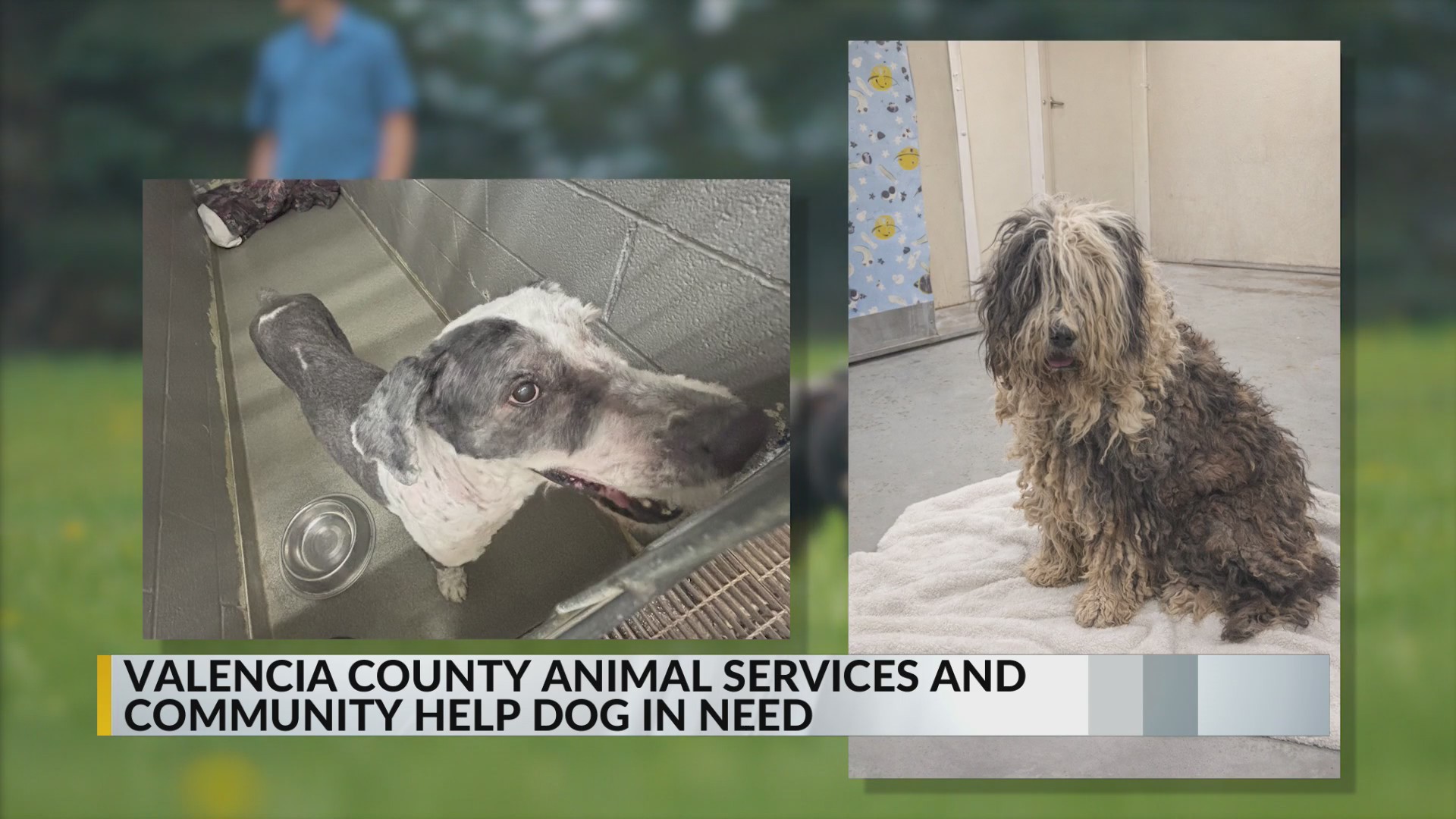 Dog found in Valencia County gets makeover