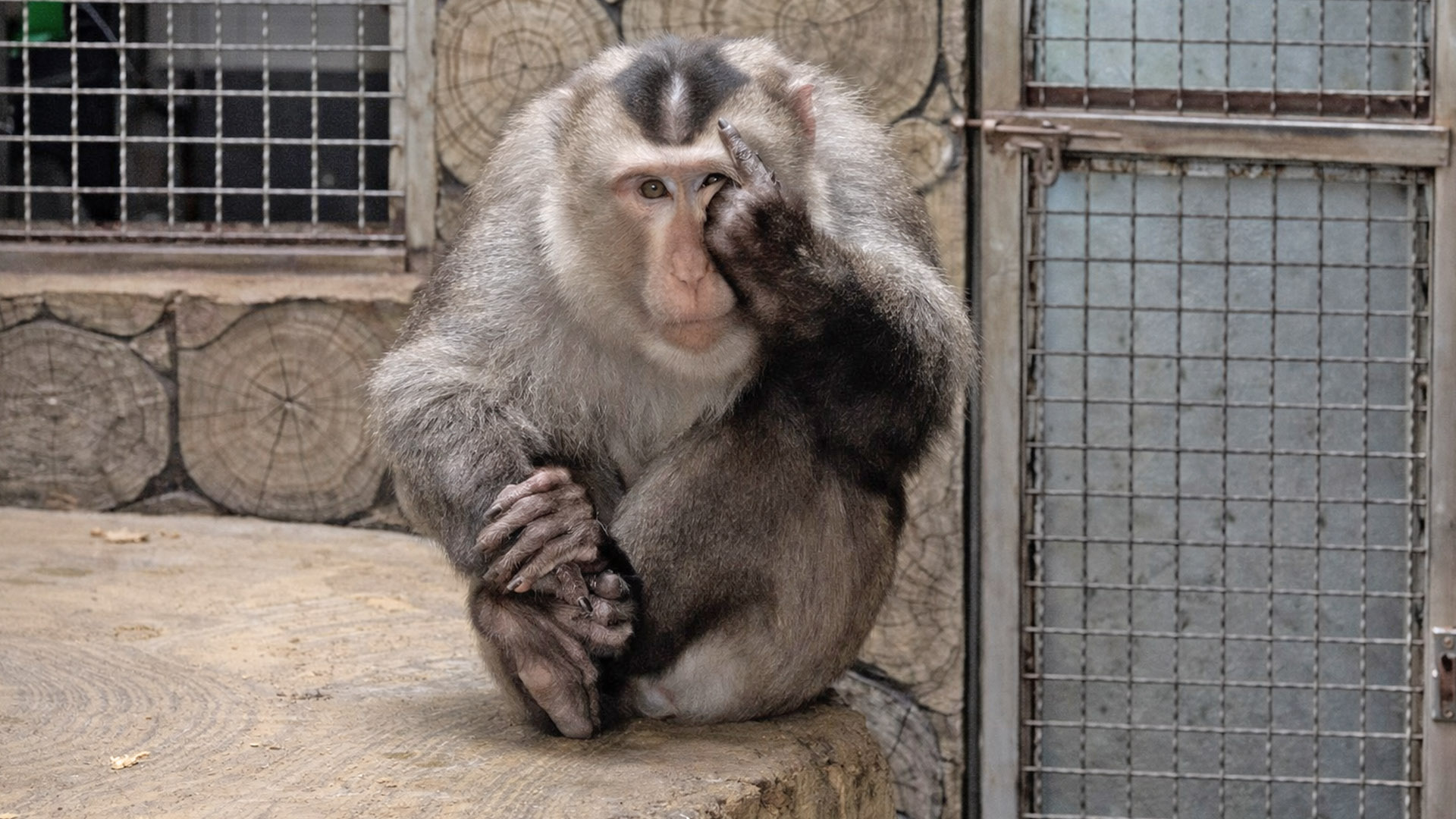 Monkey uses gesture to get attention