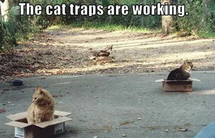 Here are some of the most hilariously relatable cat memes