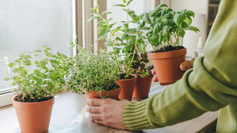 Turn secondhand plates and coffee mugs into an adorable kitchen herb garden