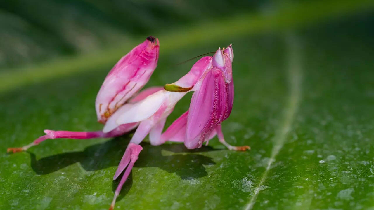 From orchid mantis to stick insect: 6 creatures that look just like plants