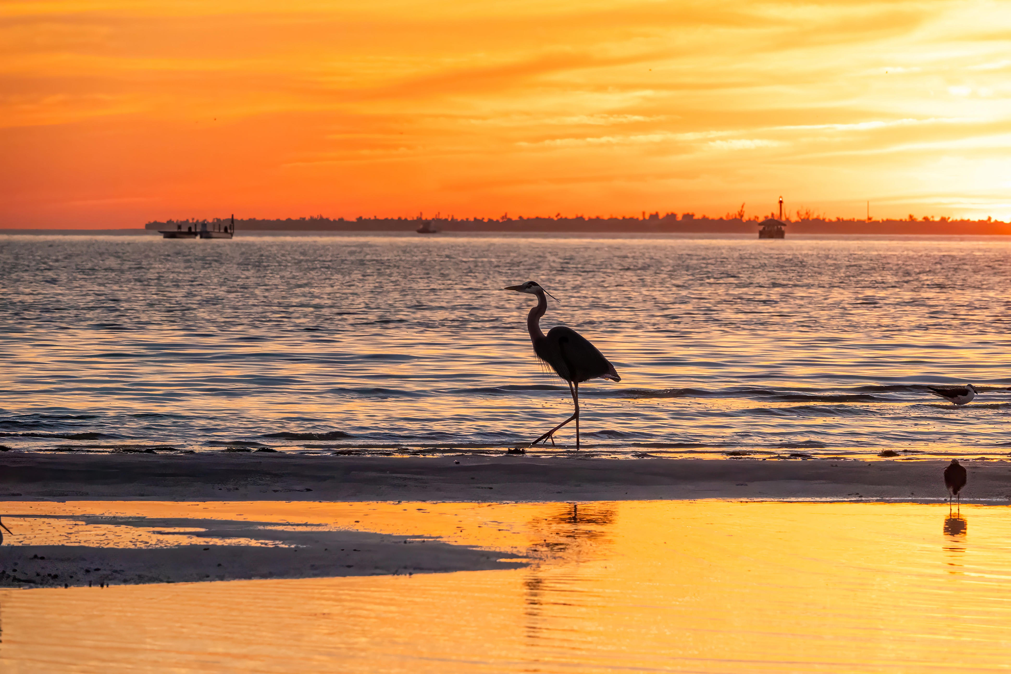Best SW Florida reader photos from Bunche Beach, Harns Marsh Preserve