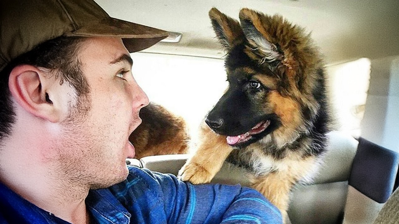 Silly puppies are the best friends anyone could have