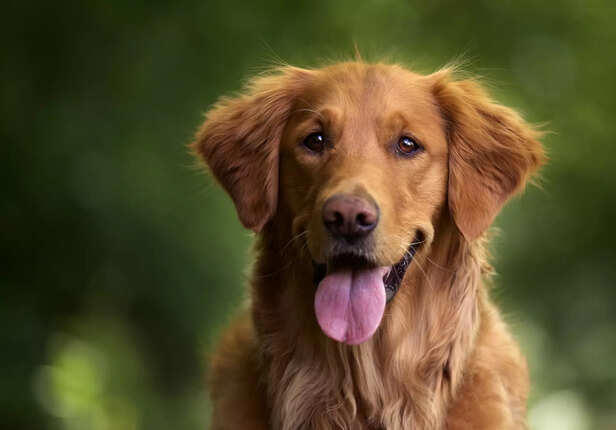 Beyond survival: Quantifying joy in the animal kingdom