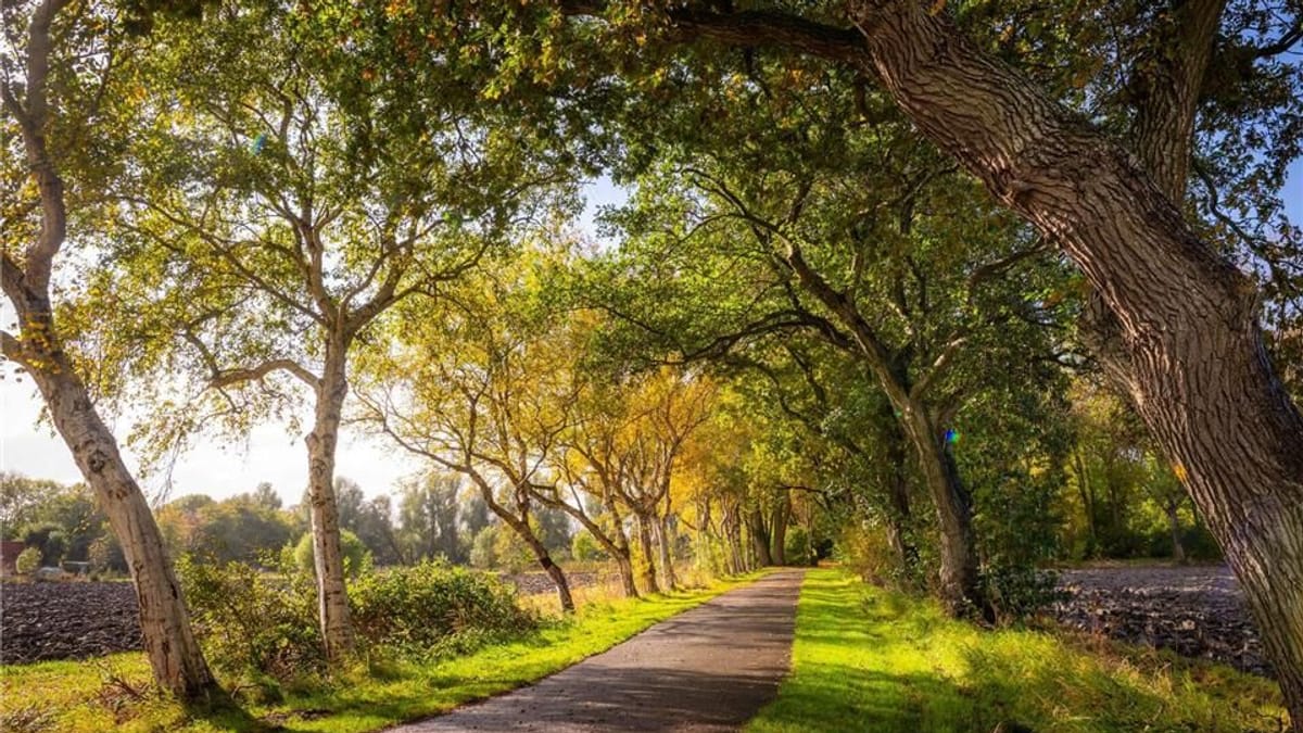 Versteckt am Meer: Hier liegt die "Allee des Jahres"