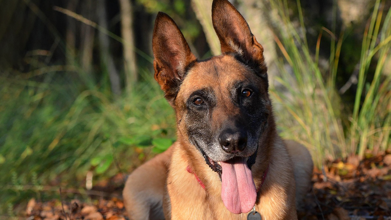 15 dog breeds people regret picking based on looks alone