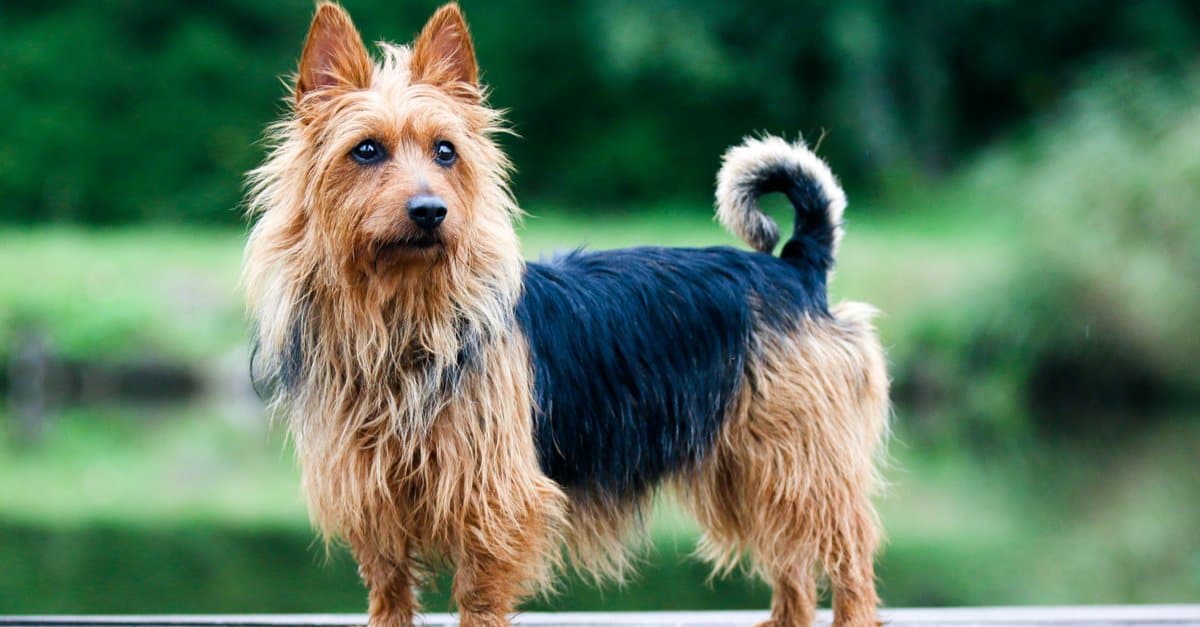 The best dog breeds for protecting you from snakes