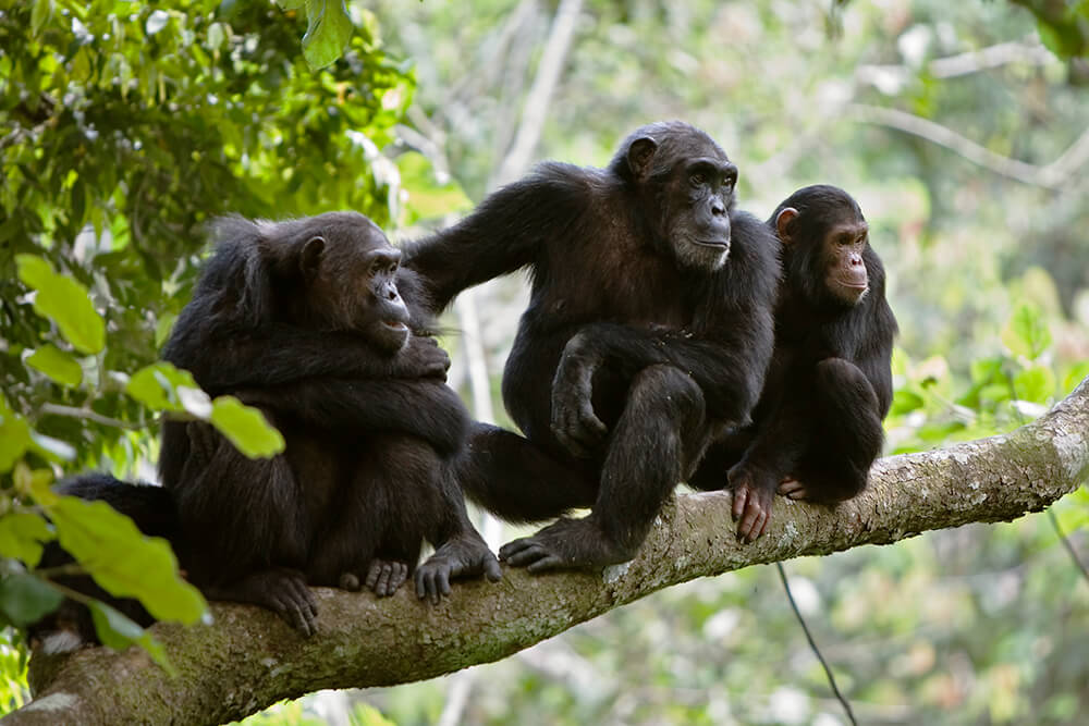 29 false facts about evolution that many still believe